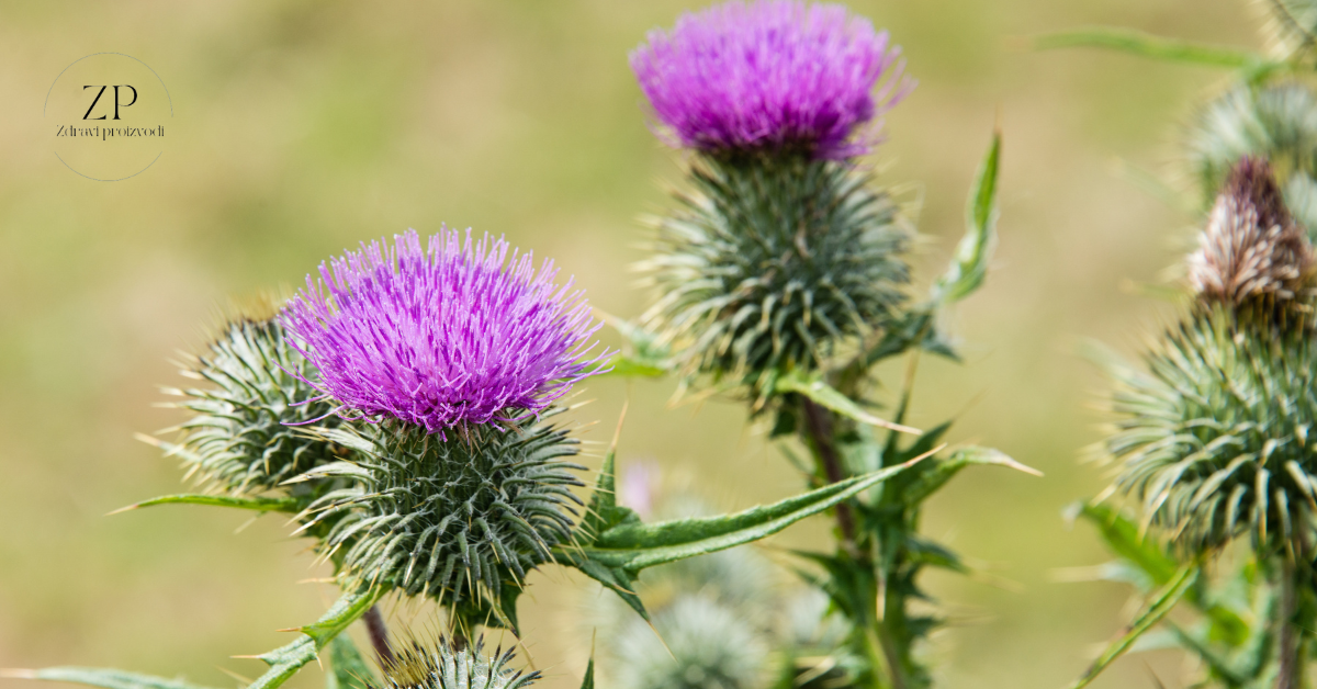 Rain Core: Moć Prirode za Vaše Zdravlje